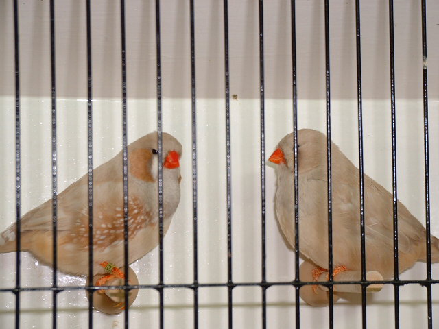Creams - Cream and Silver - Zebra Finch Forum
