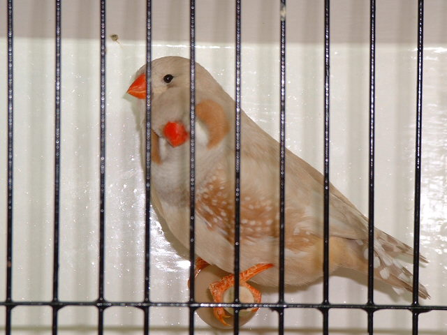 Creams - Cream and Silver - Zebra Finch Forum