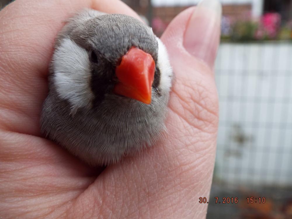 BF Silver Male - Cream and Silver - Zebra Finch Forum