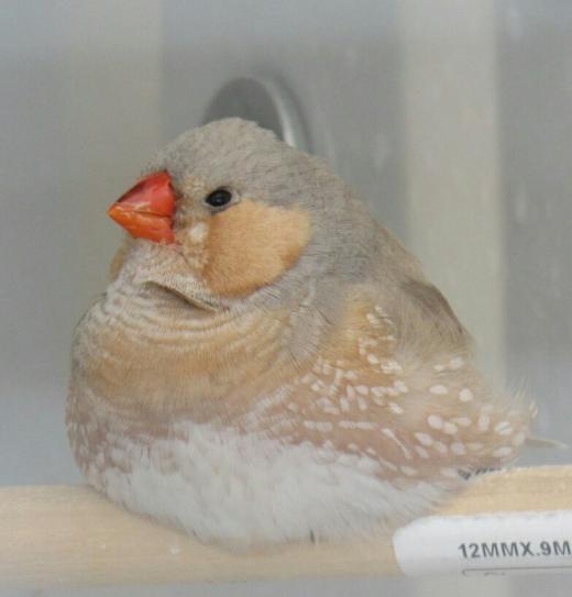 2016 silver orangebreast split black breast male. - Cream and Silver ...